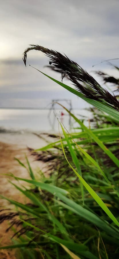 Reeds on the Shore of the Evening Bay. Stock Image - Image of shore ...