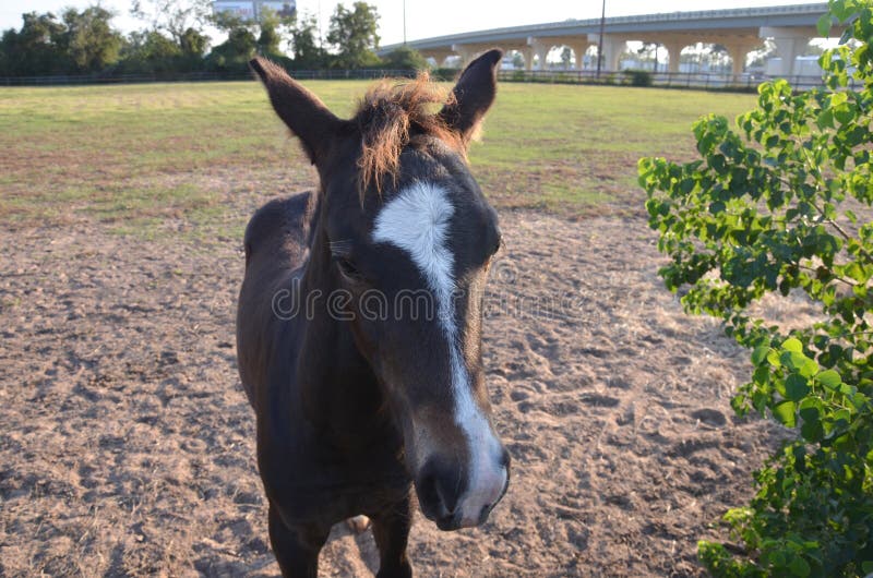 Baby colt stock image. Image of horse, newbird, four - 55644627