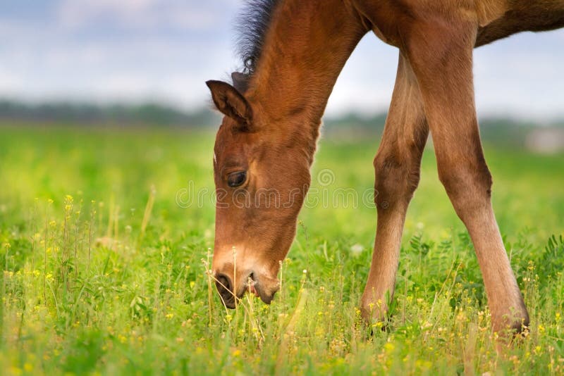 Bay colt portrait stock photo. Image of colt, closeup - 76552040