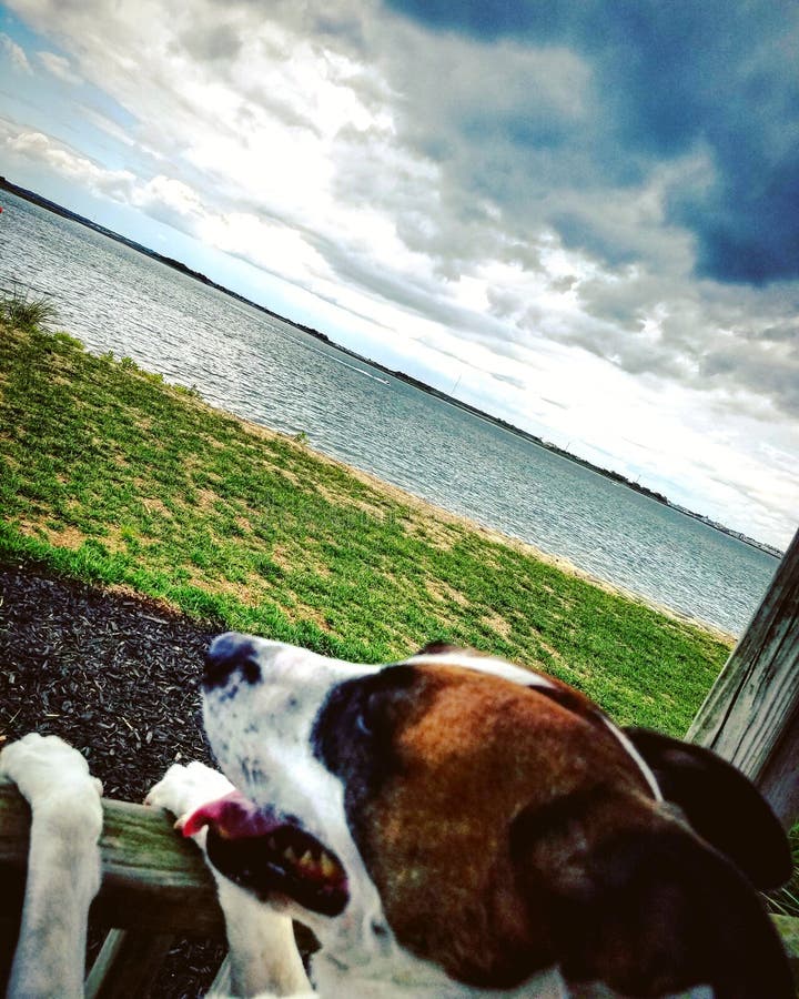 Bay dog stock image. Image of vertical, jersey, water - 94571991