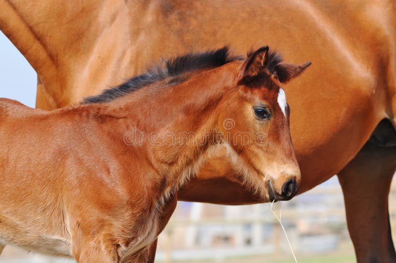 Bay foal stock photo. Image of domestic, brown, animal - 28127794