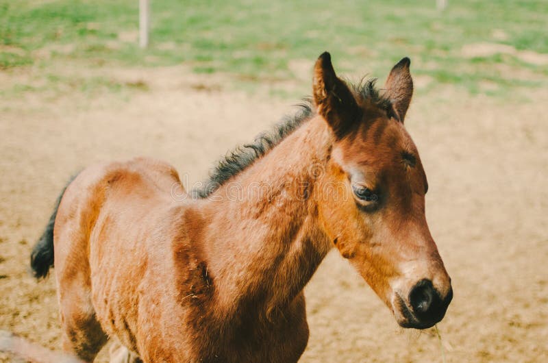 Bay Foal stock image. Image of horse, tiny, baby, filly - 38497943