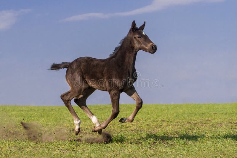 Two colt run stock image. Image of adorable, freedom - 69832863
