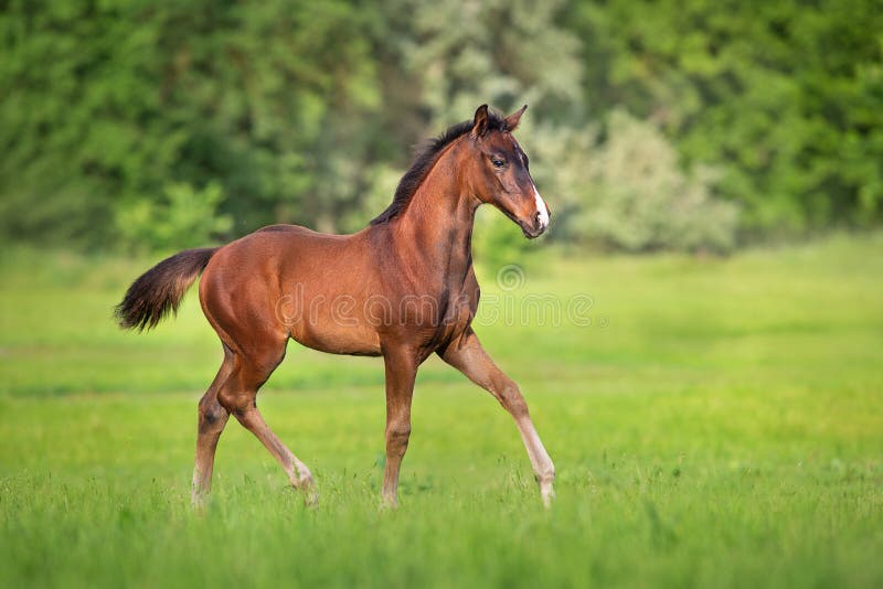 Beautiful colt run stock photo. Image of equestrian - 229250626