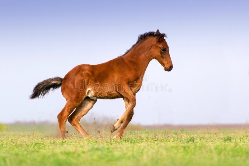 Bay foal run stock image. Image of brown, gallop, purebred - 69831819