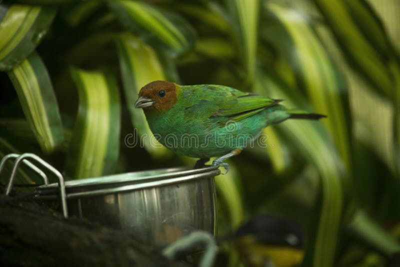The Bay-headed Tanager Tangara Gyrola. Stock Photo - Image of wild ...