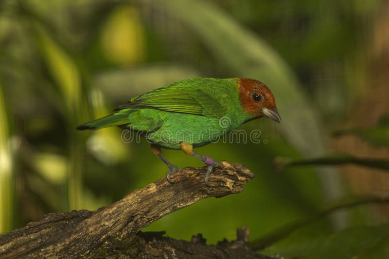 The Bay-headed Tanager Tangara Gyrola. Stock Photo - Image of color ...