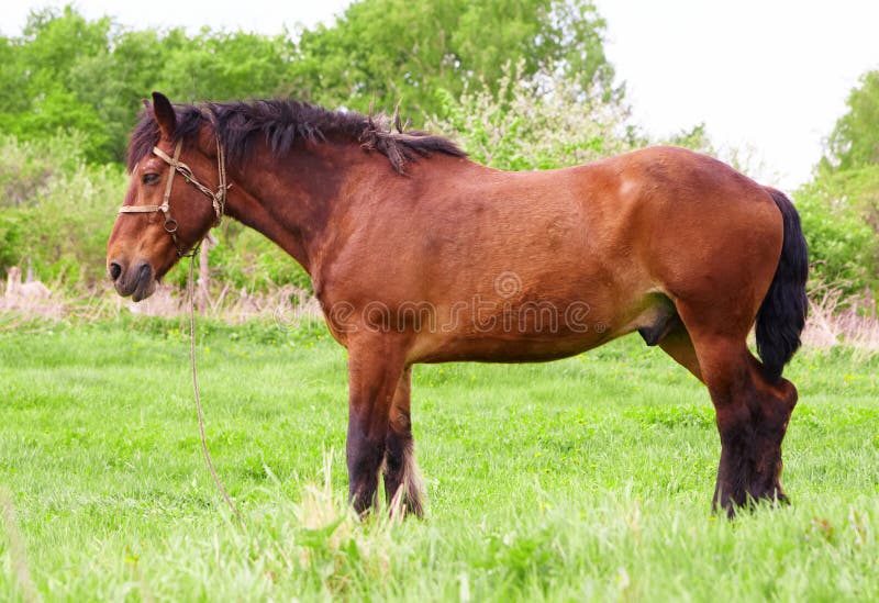 Blond Belgian Draft Horse Galloping Stock Photo - Image of galloping ...