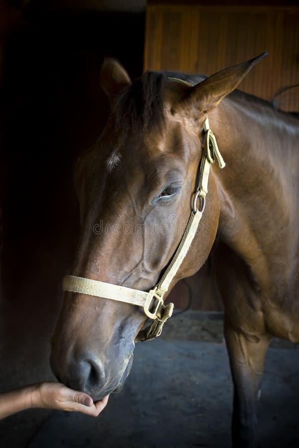 1,179 Horse Head Shiny Stock Photos - Free & Royalty-Free Stock Photos ...