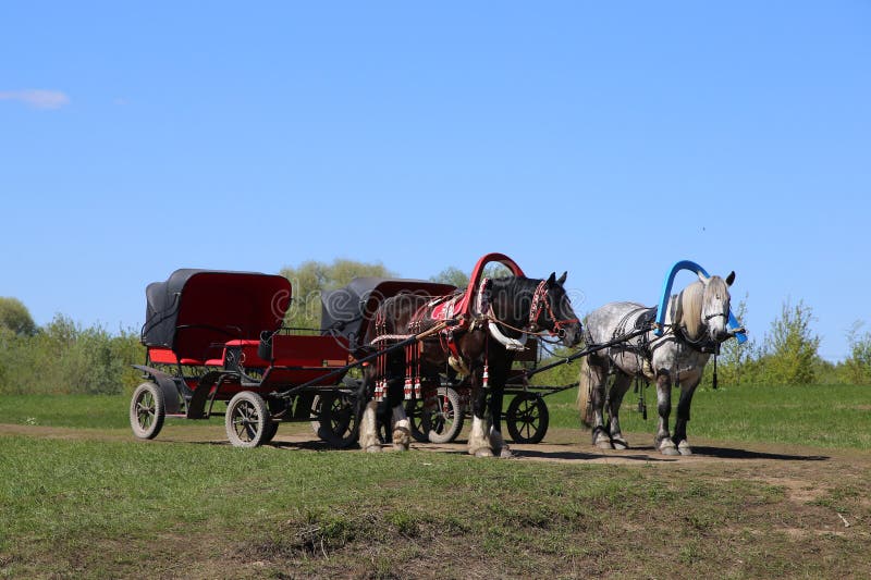 The Bay Horse Drawn Carriage, Rural Spring Journey. Stock Photo - Image ...
