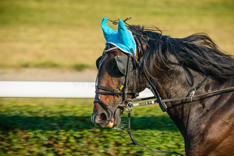 Bay Horse on Equestrian Competition, Nice Animal Stock Photo - Image of ...
