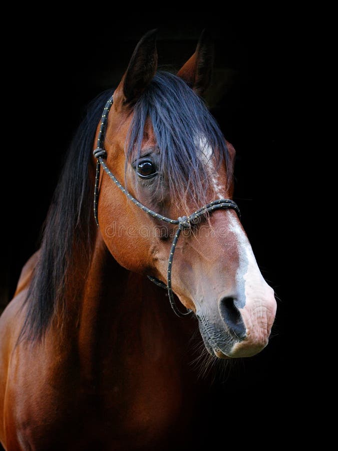 Bay Horse Head Shot stock image. Image of ears, mouth - 28557811