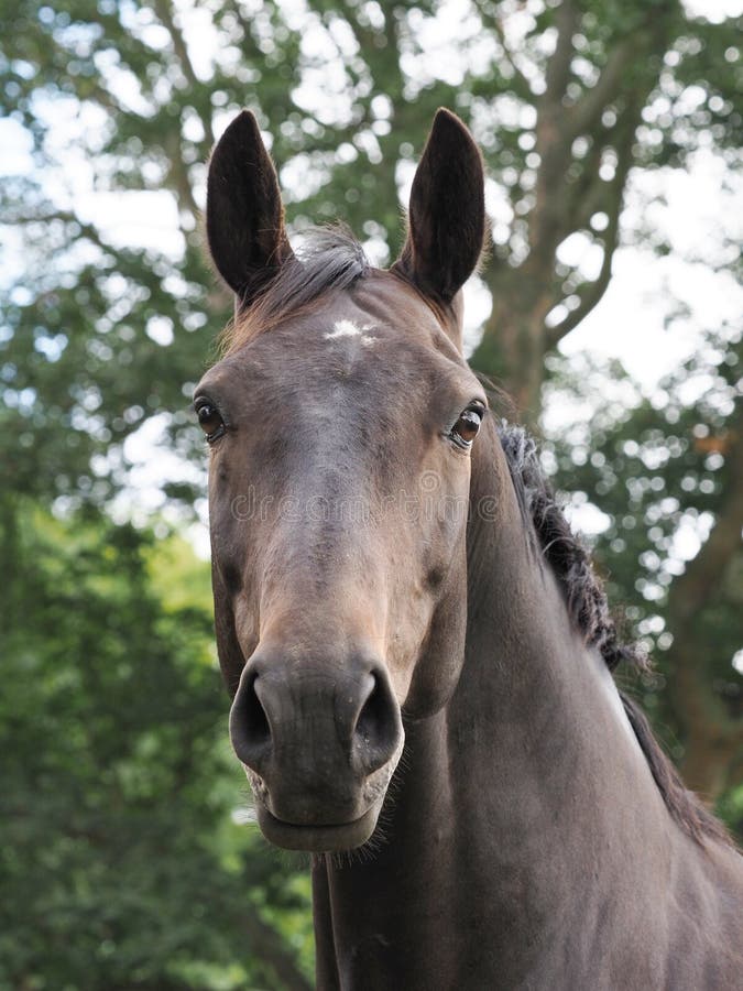 Bay Horse Headshot stock image. Image of face, outdoors - 217080663