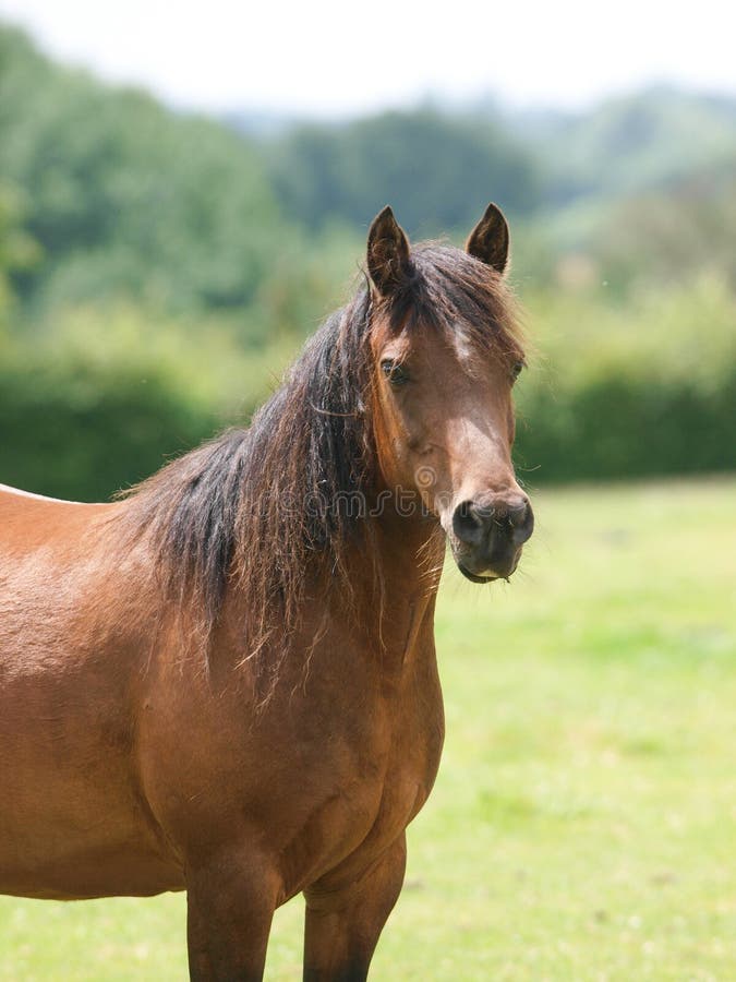 Bay Horse in Paddock stock image. Image of summer, pony - 212149199
