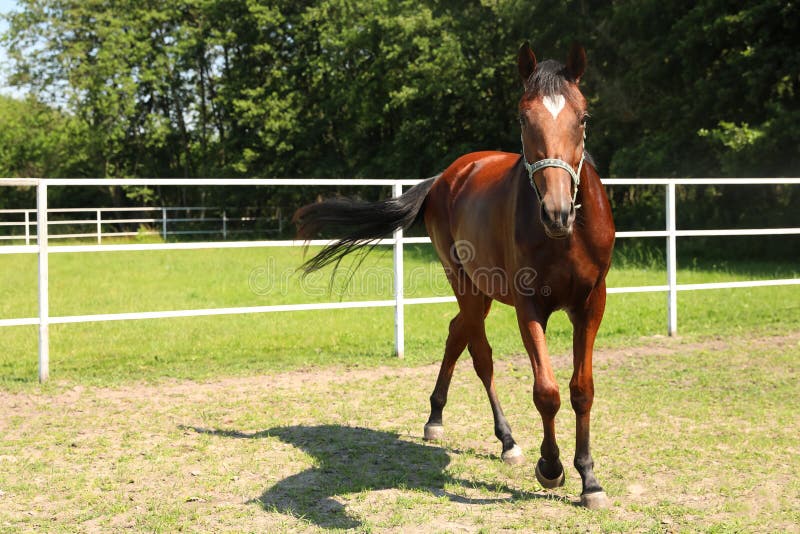 Bay Horse in Paddock on Sunny Day. Beautiful Pet Stock Photo - Image of ...