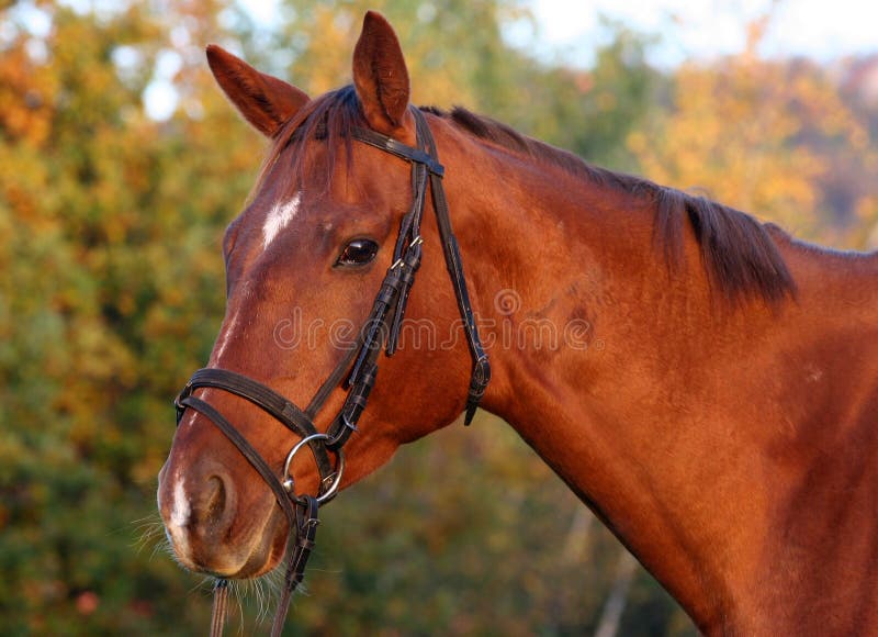 Bay Horse Portrait stock image. Image of head, colt, muscle - 1560149