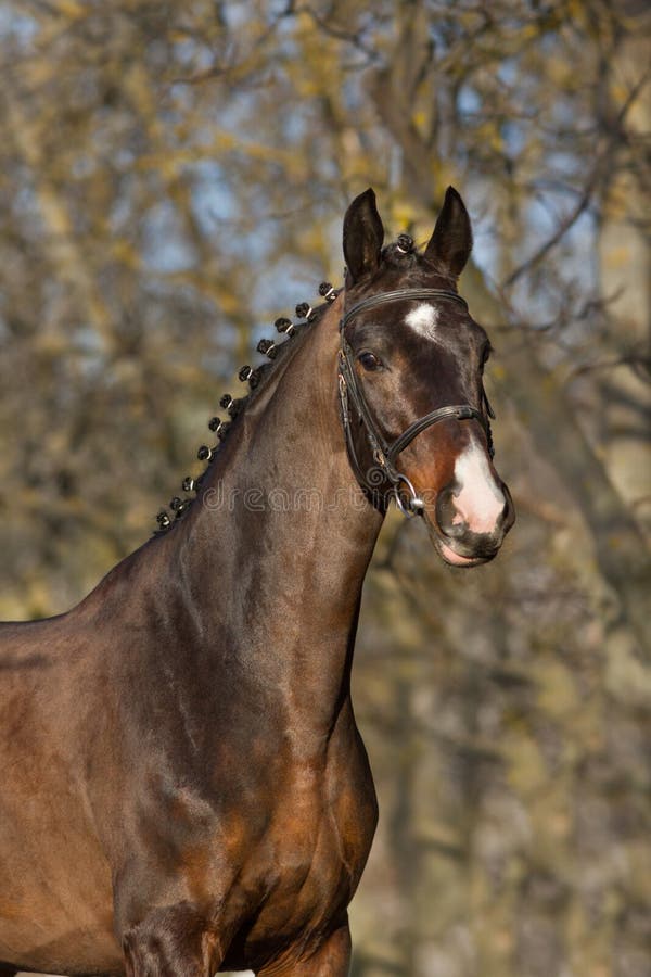 Bay horse portrait stock photo. Image of mammal, leather - 90704394