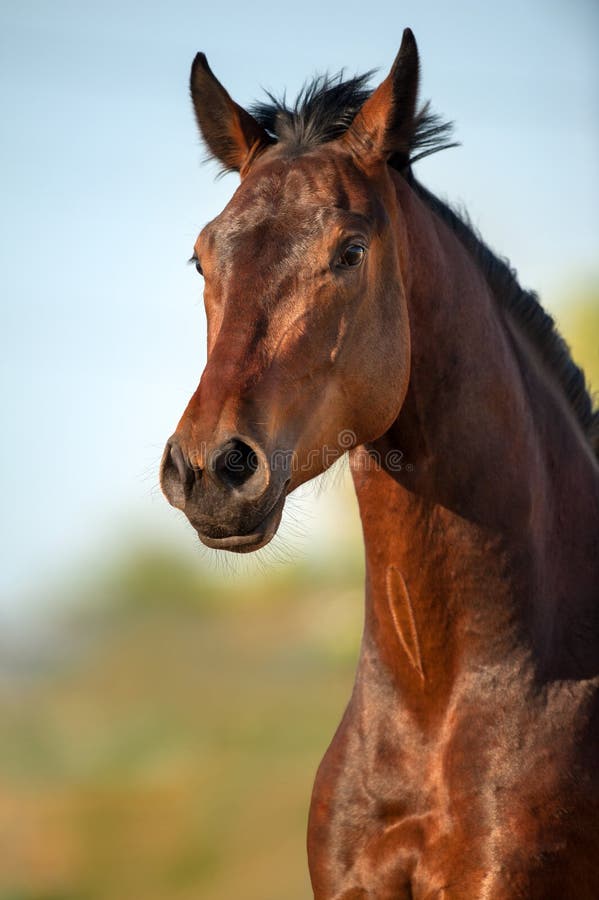 Bay horse portrait stock photo. Image of equestrian, purebred - 78602980