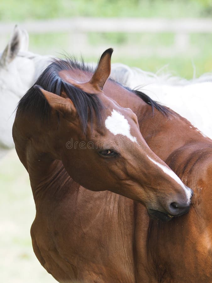 Scratching Horse stock image. Image of single, equestrian - 213077135
