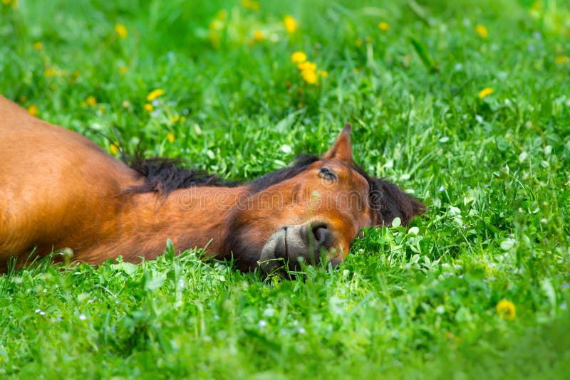 Horse sleep on grass stock image. Image of farm, field - 109801911