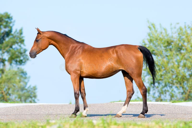 Bay Horse Standing On Blue Sky. Stock Photo - Image: 48597736