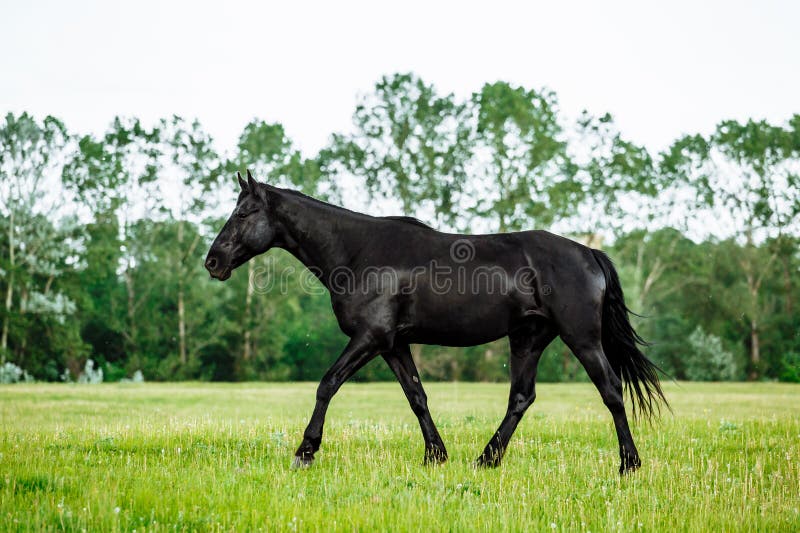 Bay Horse Trotting on Flower Spring Meadow Stock Photo - Image of ...