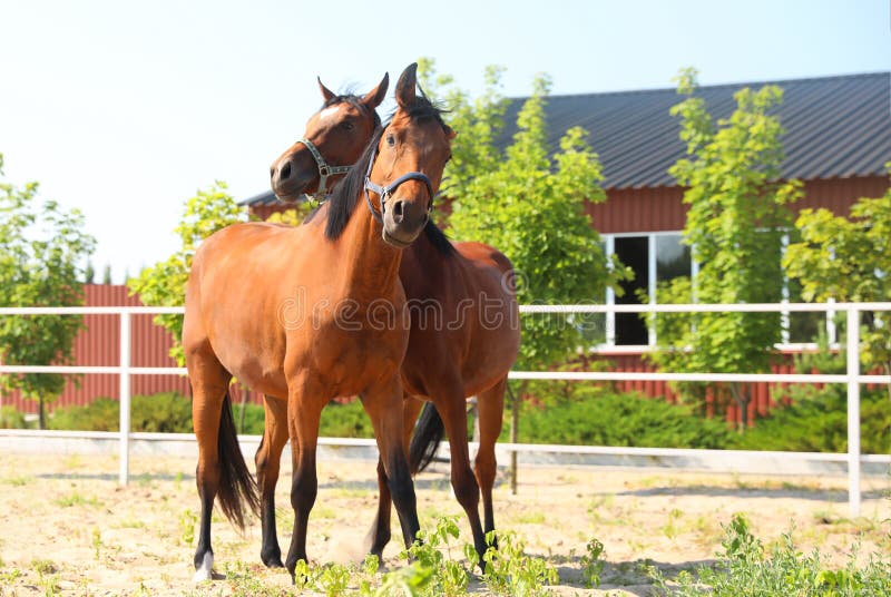 Bay Horses in Paddock on Sunny Day. Beautiful Pets Stock Image - Image ...