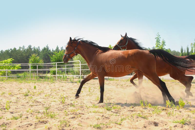 Bay Horses in Paddock on Sunny Day. Beautiful Pets Stock Photo - Image ...