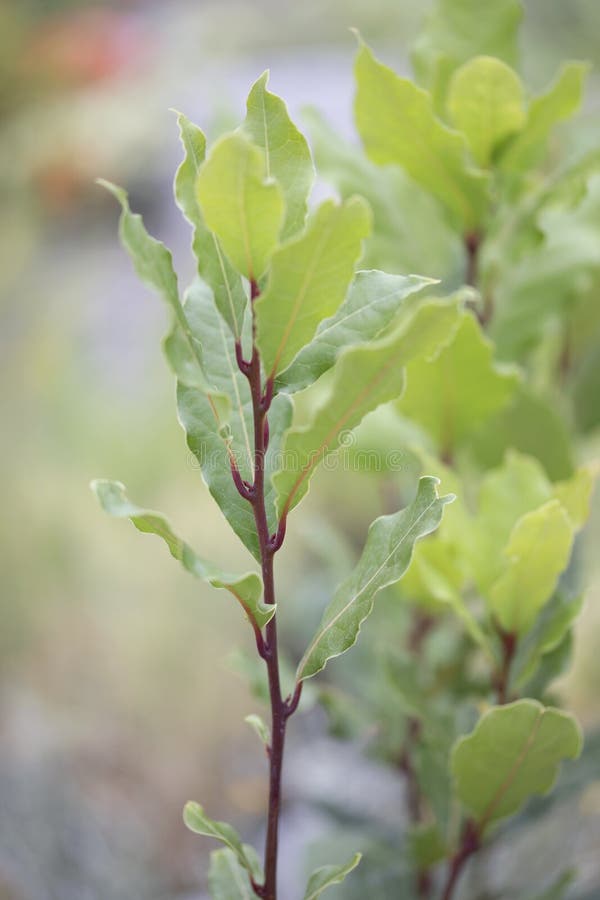 Laurier Flower Stock Photos - Free & Royalty-Free Stock Photos from ...