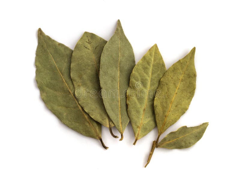 Bay laurel leaves on white stock photo. Image of nature - 83477818
