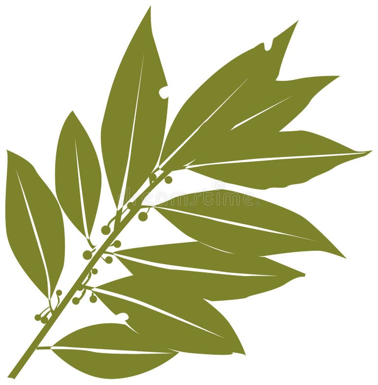 Drawing Bay Leaf Tree Stock Illustrations – 1,245 Drawing Bay Leaf Tree ...