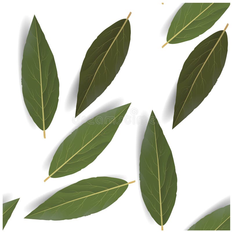 Bay Leaf in Abstract Style. Beautiful Pattern with Bay Leaf Stock ...