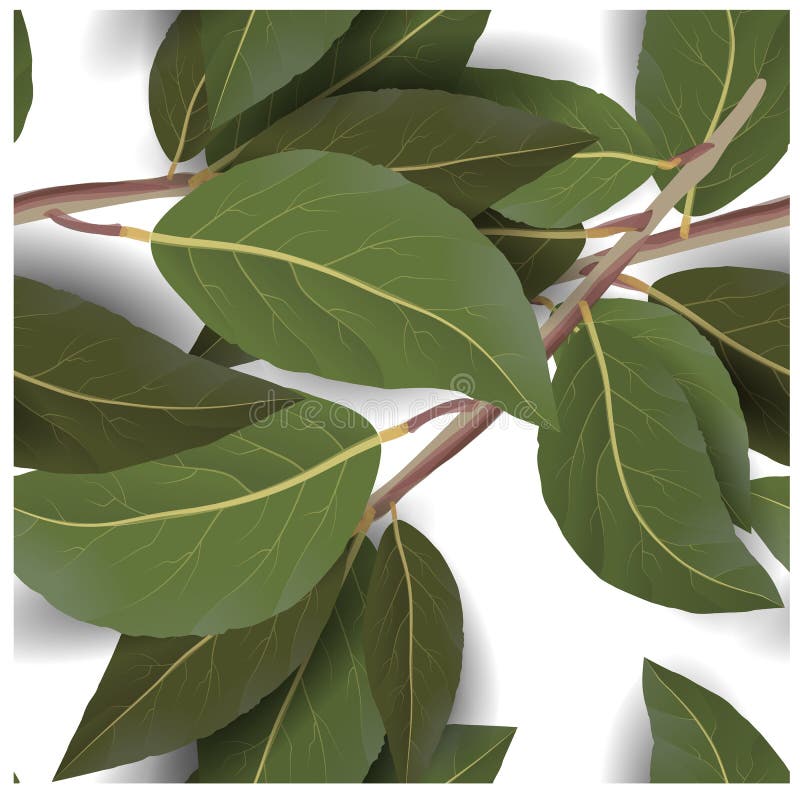 Bay Leaf in Abstract Style. Beautiful Pattern with Bay Leaf. Vector ...