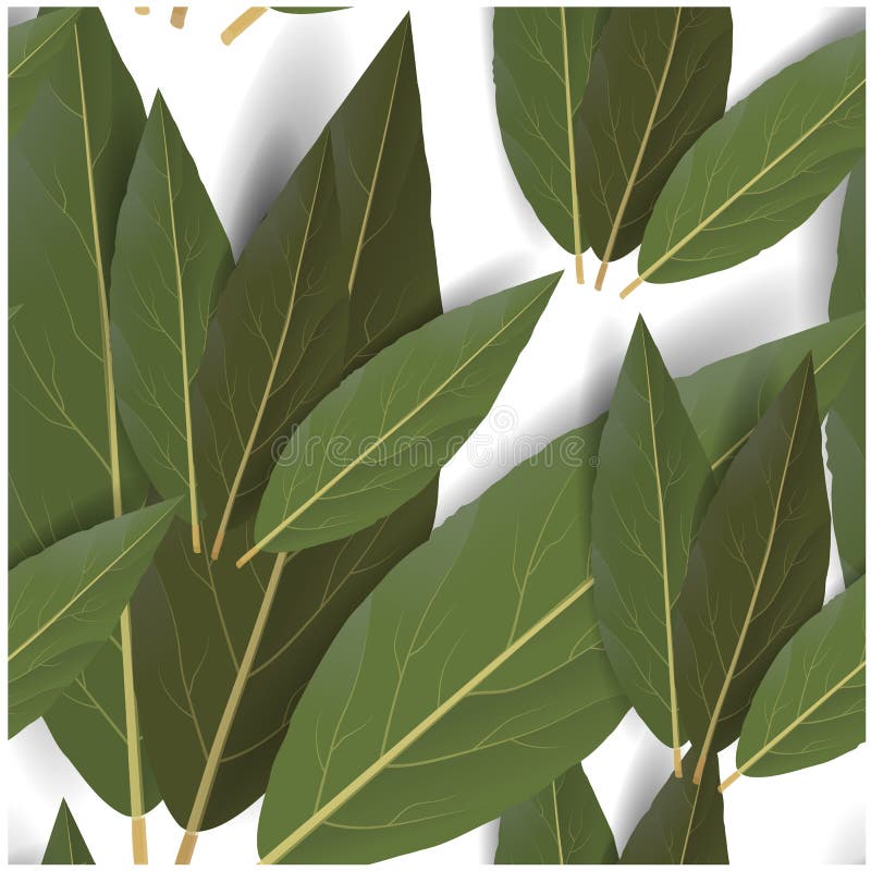 Bay Leaf in Abstract Style. Beautiful Pattern with Bay Leaf. Vector ...