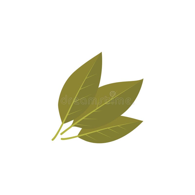 Bay leaf Aromatic stock vector. Illustration of herb - 269993659