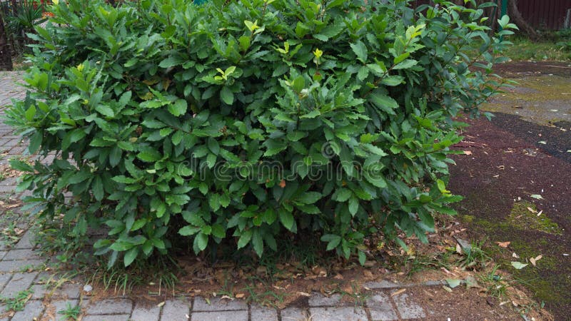 Bay leaf Bush stock image. Image of greenery, growth - 163541041