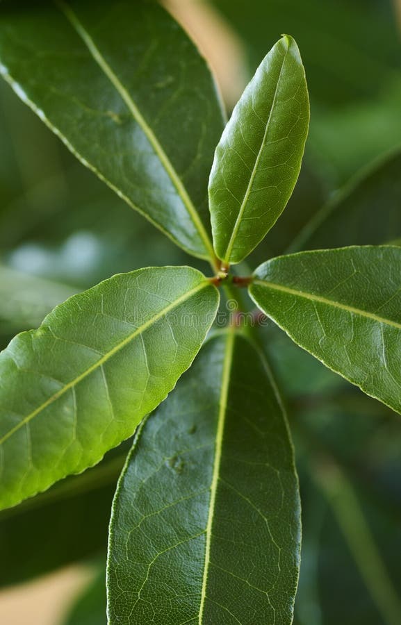 Bay leaf stock photo. Image of ingredient, detail, herb - 32523266