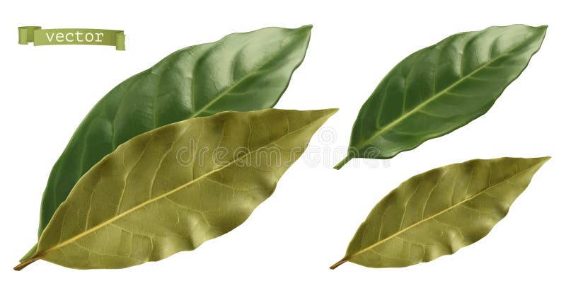 Bay Leaf. 3d Realistic Vector Stock Vector - Illustration of healthy ...