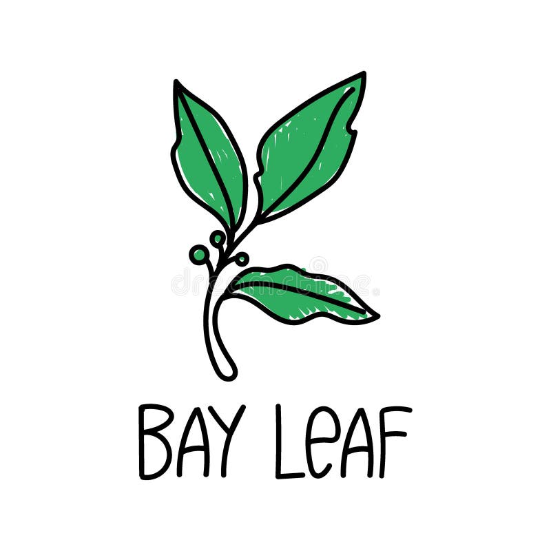 Bay Leaf, Drawn Element in Doodle Style. Packaging Design Template Logo ...