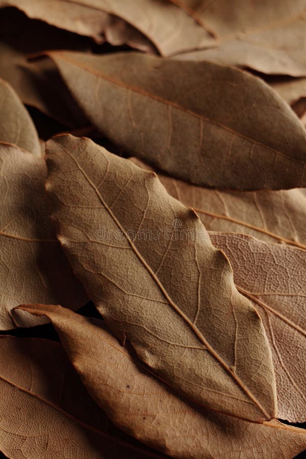 Bay leaf, dried herb stock photo. Image of brown, dried - 11860768