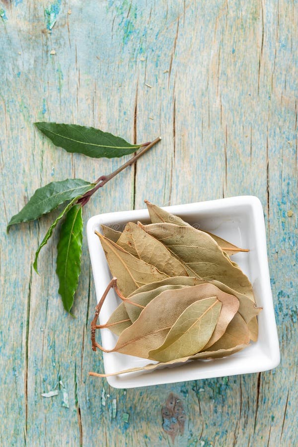 Bay leaf stock photo. Image of flavor, closeup, branch - 67551630