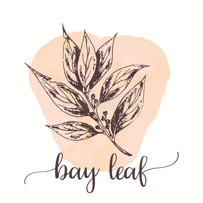 Bay Leaf Hand Drawn Ink Illustration Vector Design for Tags, Cards ...