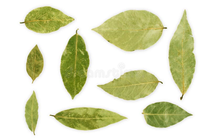 Bay Leaf Isolated on the White Background Stock Photo - Image of ...