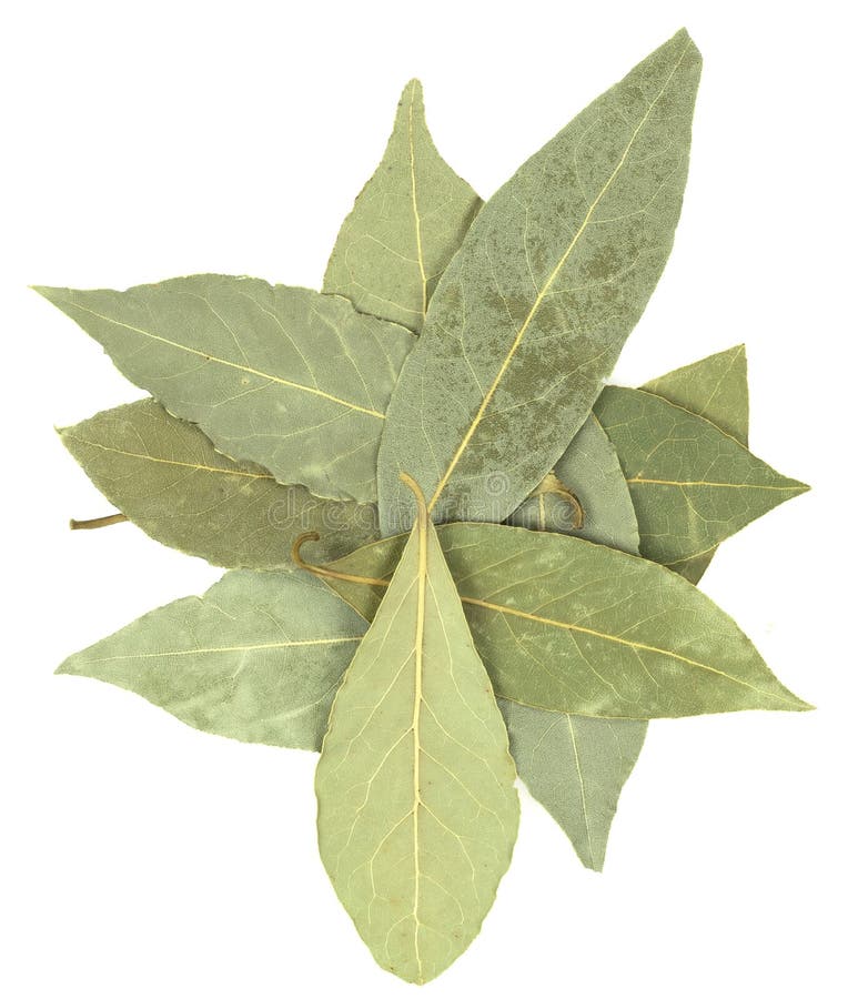 Bay Leaf Isolated on White Background Stock Photo - Image of flavoring ...