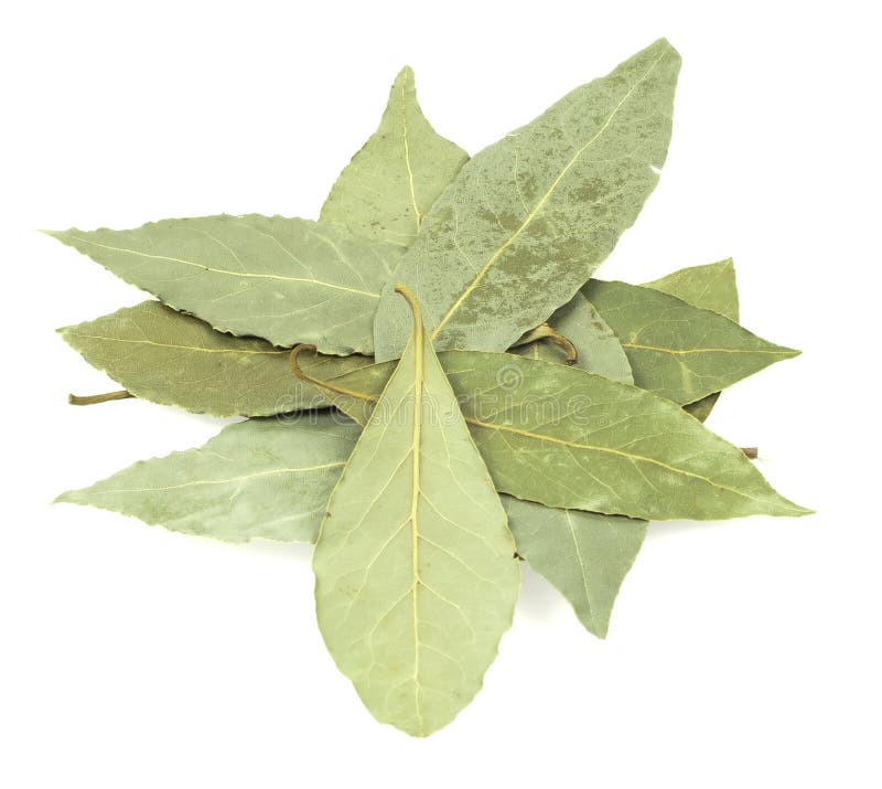Bay Leaf Isolated on White Background Stock Photo - Image of background ...