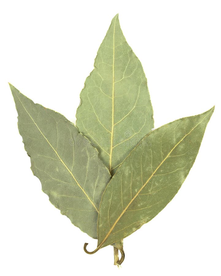 Bay Leaf Isolated on White Background Stock Image - Image of freshness ...