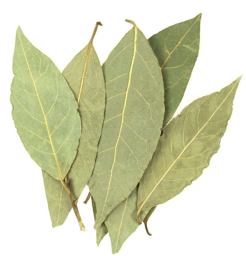 Bay Leaf Isolated on White Background Stock Image - Image of freshness ...