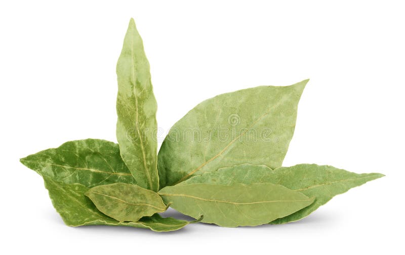 Bay Leaf Isolated on the White Background Stock Image - Image of ...