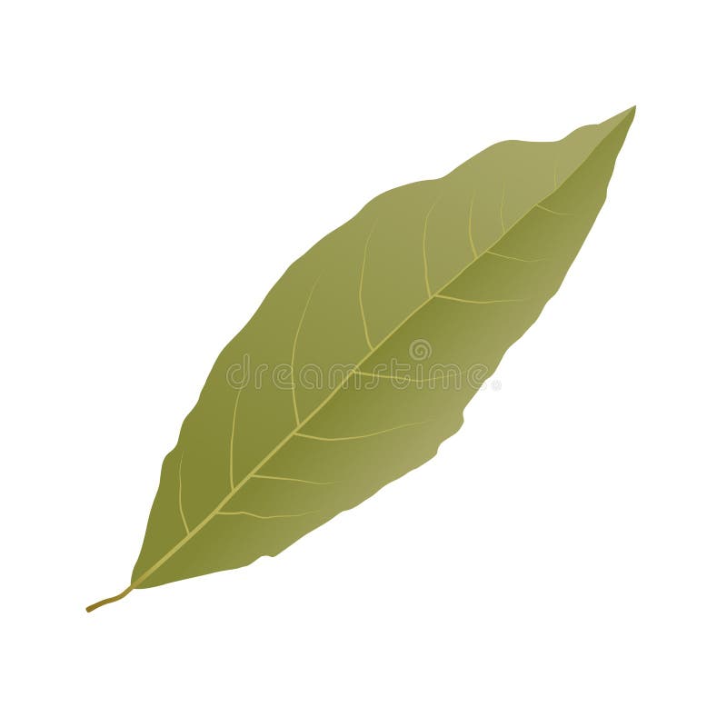 Bay Leaf Stock Illustrations – 3,860 Bay Leaf Stock Illustrations ...