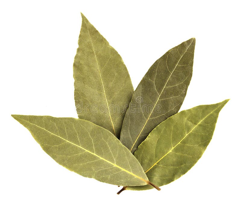 Bay Leaves Isolated on White Background Stock Photo - Image of ...